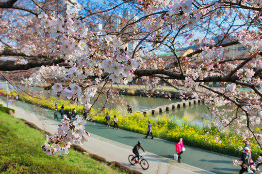 รูปภาพCorea – เลือกดูภาพถ่ายสต็อก เวกเตอร์ และวิดีโอ2,676 | Adobe Stock