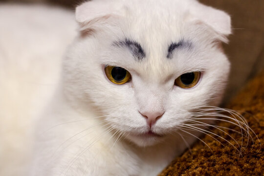 Imágenes de Lovable: descubre bancos de fotos, ilustraciones, vectores ...