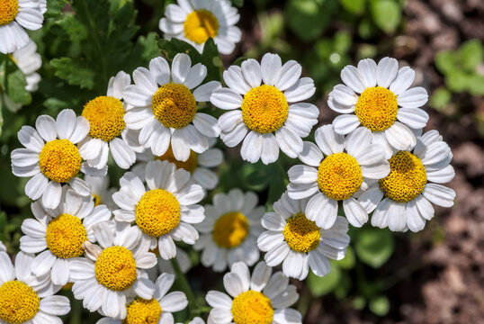 "Pyrethrum Parthenium" Images – Browse 159 Stock Photos, Vectors, and ...