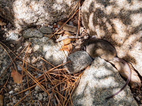 Mus Bilder – Durchsuchen 9,334 Archivfotos, Vektorgrafiken und Videos ...