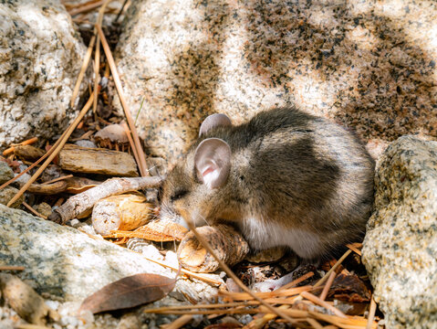 Mus Bilder – Durchsuchen 9,334 Archivfotos, Vektorgrafiken und Videos ...
