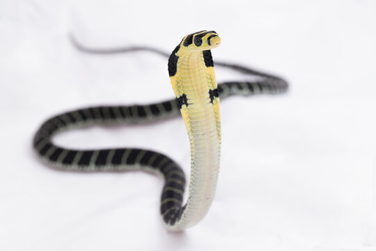 Venoumous Images – Browse 58 Stock Photos, Vectors, and Video | Adobe Stock