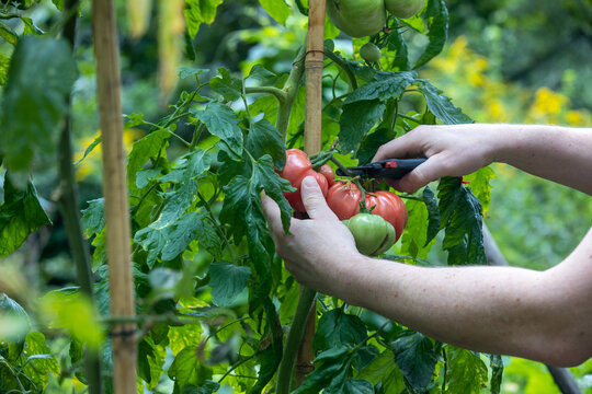 Tomatenstaude Bilder – Durchsuchen 402 Archivfotos, Vektorgrafiken und ...