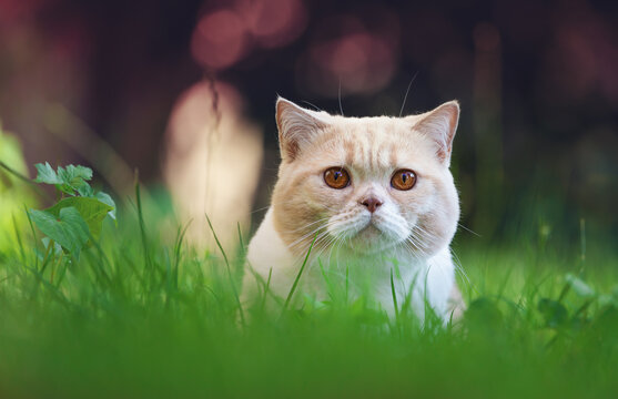 รูปภาพFauchen – เลือกดูภาพถ่ายสต็อก เวกเตอร์ และวิดีโอ1,199 | Adobe Stock
