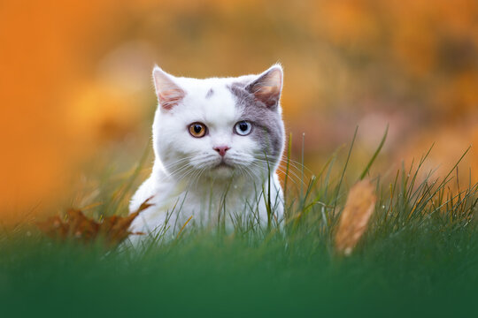 รูปภาพFauchen – เลือกดูภาพถ่ายสต็อก เวกเตอร์ และวิดีโอ1,199 | Adobe Stock