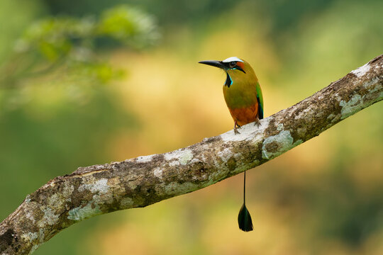 รูปภาพTorogoz – เลือกดูภาพถ่ายสต็อก เวกเตอร์ และวิดีโอ357 | Adobe Stock