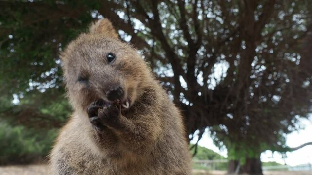 Quokka Grumpy Cat Monday
