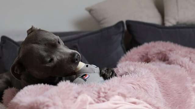 "Staffordshire Bull Terrier" Images – Browse 14,476 Stock Photos ...