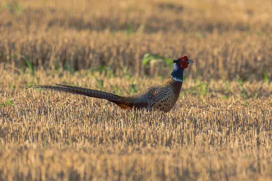 「Fazan」の画像 - 23 件の Stock 写真、ベクターおよびビデオ | Adobe Stock