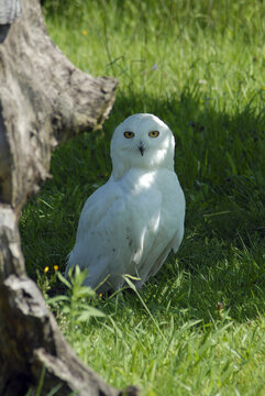 「Strigiformes」の画像 - 4,656 件の Stock 写真、ベクターおよびビデオ | Adobe Stock