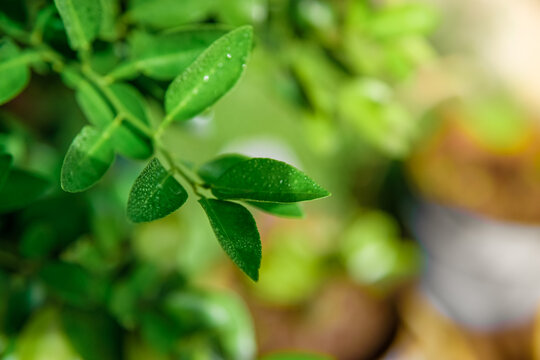 「Kabuyaw」の写真素材 | 13件の無料イラスト画像 | Adobe Stock