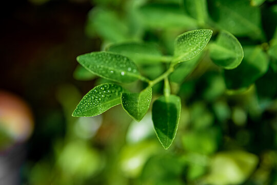 「Kabuyaw」の写真素材 | 13件の無料イラスト画像 | Adobe Stock