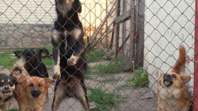 "Pack Of Dogs" Images – Browse 509 Stock Photos, Vectors, and Video ...