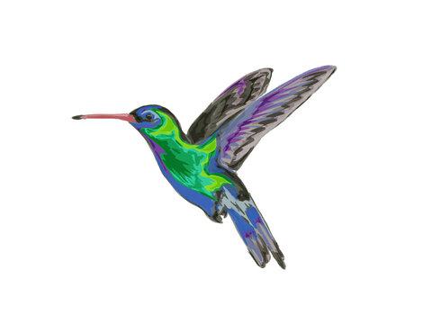 Hummingbird In Flight Drawing