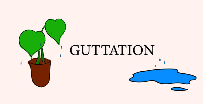 Guttation 이미지 – 찾아보기 308 스톡 사진, 벡터 및 비디오 | Adobe Stock
