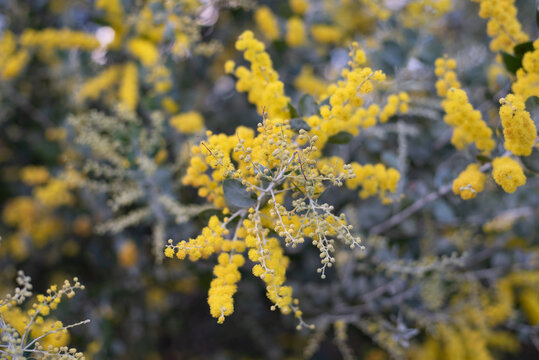 「Acacieae」の画像 - 776 件の Stock 写真、ベクターおよびビデオ | Adobe Stock