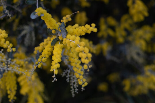 「Acacieae」の画像 - 776 件の Stock 写真、ベクターおよびビデオ | Adobe Stock