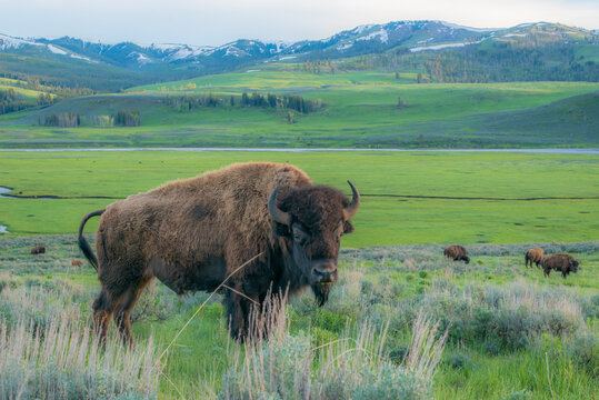 Gueisers Bilder – Durchsuchen 18 Archivfotos, Vektorgrafiken und Videos ...