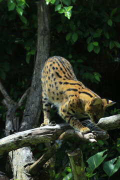 รูปภาพTierboskat – เลือกดูภาพถ่ายสต็อก เวกเตอร์ และวิดีโอ203 | Adobe Stock