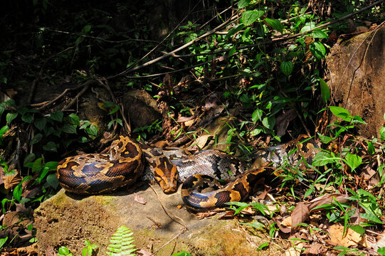 Tigerpython bilder – Bläddra bland 124 stockfoton, vektorer och videor ...
