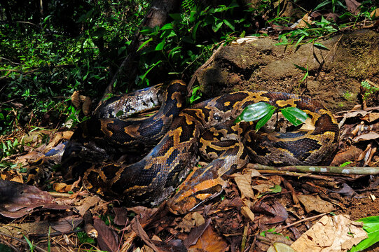 Tigerpython bilder – Bläddra bland 124 stockfoton, vektorer och videor ...