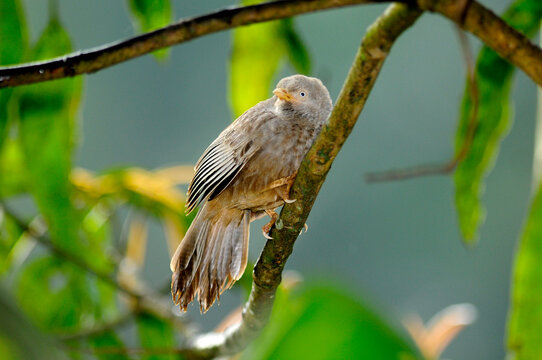 Fugle Images – Browse 80 Stock Photos, Vectors, and Video | Adobe Stock