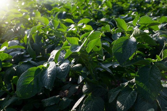 "Potato Tops"-Bilder: Stock-Fotos & -Videos. | Adobe Stock