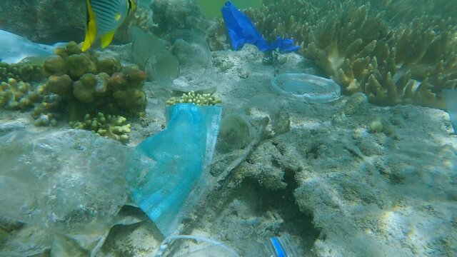 Pyrosomida Billeder – Gennemse 88 stockfotos, vektorer og videoer ...