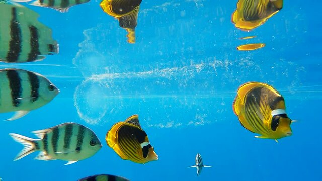 Pyrosomida bilder – Bläddra bland 58 stockfoton, vektorer och videor ...