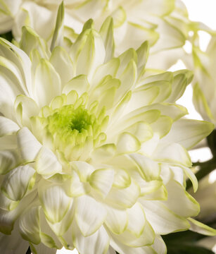 รูปภาพChrysant – เลือกดูภาพถ่ายสต็อก เวกเตอร์ และวิดีโอ1,256 | Adobe Stock