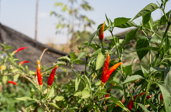 "Chilli Plant" Immagini - Sfoglia 134 foto, vettoriali e video Stock ...