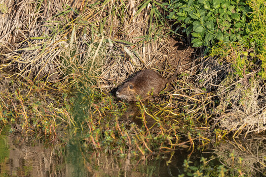 Afbeeldingen over "River Rat" – Blader in stockfoto's, vectoren en ...