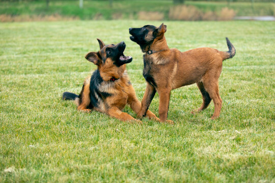 「Malinua」の画像 - 135 件の Stock 写真、ベクターおよびビデオ | Adobe Stock