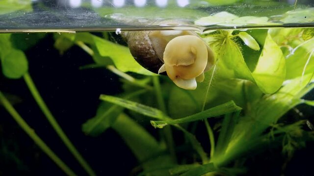 "Pond Snail" Images – Browse 406 Stock Photos, Vectors, and Video ...