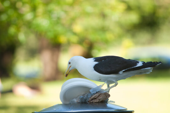 「Mollyhawk」の画像 - 131 件の Stock 写真、ベクターおよびビデオ | Adobe Stock