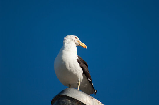 รูปภาพMollyhawk – เลือกดูภาพถ่ายสต็อก เวกเตอร์ และวิดีโอ134 | Adobe Stock