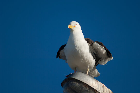 รูปภาพMollyhawk – เลือกดูภาพถ่ายสต็อก เวกเตอร์ และวิดีโอ162 | Adobe Stock
