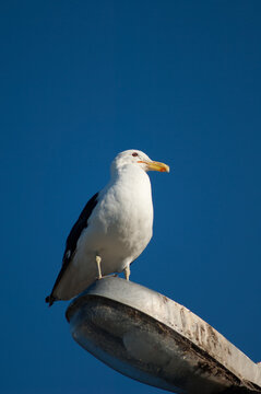 「Mollyhawk」の画像 - 131 件の Stock 写真、ベクターおよびビデオ | Adobe Stock