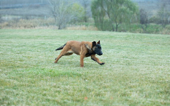Malinua Billeder – Gennemse 178 stockfotos, vektorer og videoer | Adobe ...