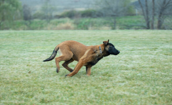 「Malinua」の画像 - 135 件の Stock 写真、ベクターおよびビデオ | Adobe Stock