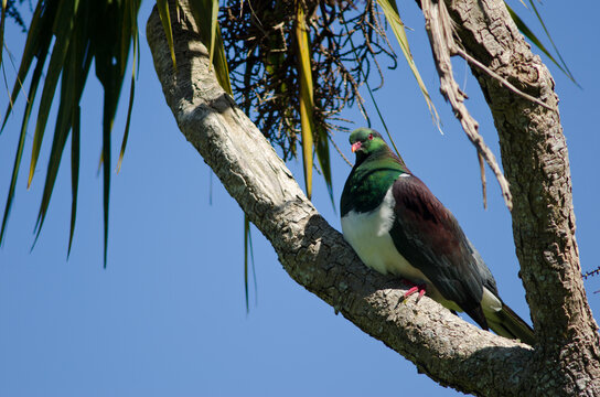 รูปภาพKereru – เลือกดูภาพถ่ายสต็อก เวกเตอร์ และวิดีโอ308 | Adobe Stock