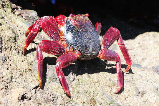 รูปภาพKrebstier – เลือกดูภาพถ่ายสต็อก เวกเตอร์ และวิดีโอ2,869 | Adobe Stock