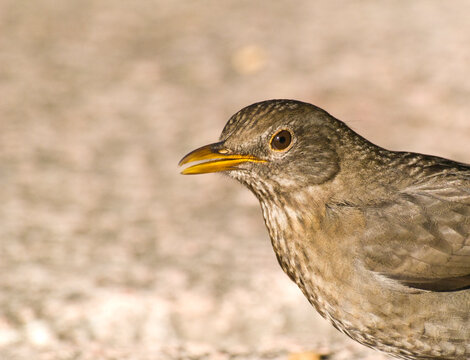 รูปภาพMelro – เลือกดูภาพถ่ายสต็อก เวกเตอร์ และวิดีโอ466 | Adobe Stock