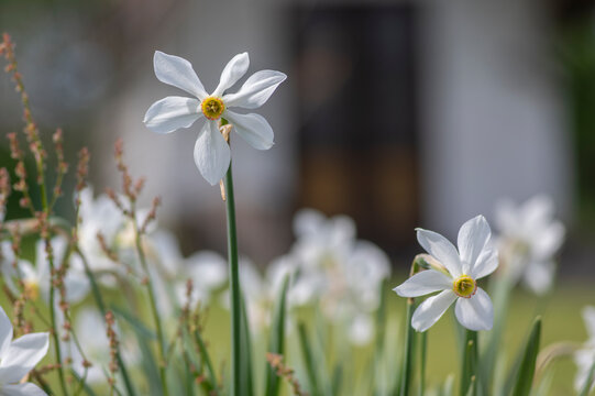 Nargis Flower Name In English
