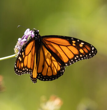 "African Monarch" Images – Browse 2,696 Stock Photos, Vectors, and ...