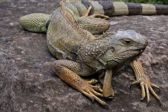 Laze Bilder – Durchsuchen 7,408 Archivfotos, Vektorgrafiken und Videos ...