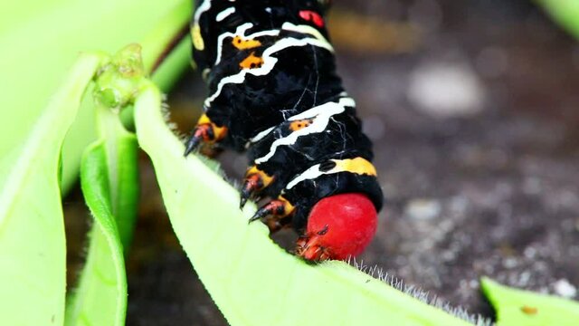 Tetrio Bilder – Durchsuchen 101 Archivfotos, Vektorgrafiken und Videos ...