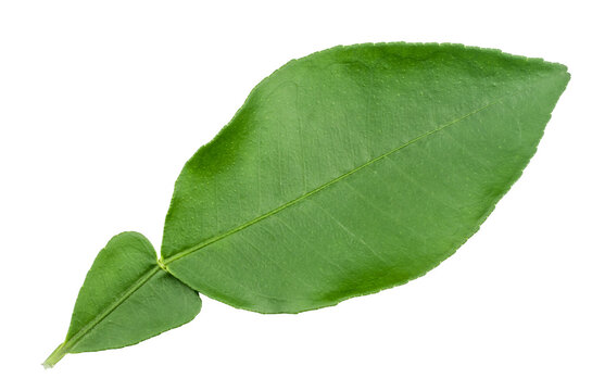 รูปภาพPomela – เลือกดูภาพถ่ายสต็อก เวกเตอร์ และวิดีโอ550 | Adobe Stock