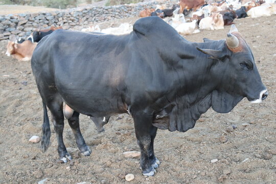 Sahiwal Cattle