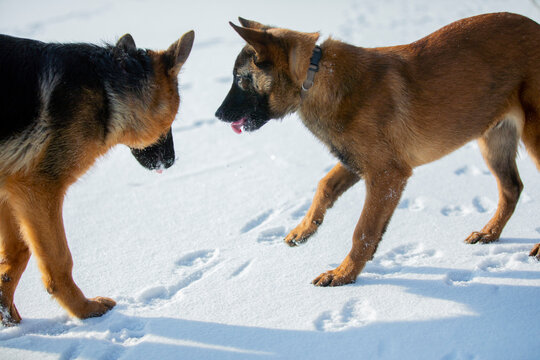 Malinua bilder – Bläddra bland 169 stockfoton, vektorer och videor ...
